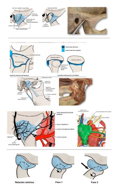 Articulación temporo mandibular | LYC mozzone | uDocz Articulación temporo mandibular | LYC mozzone | uDocz