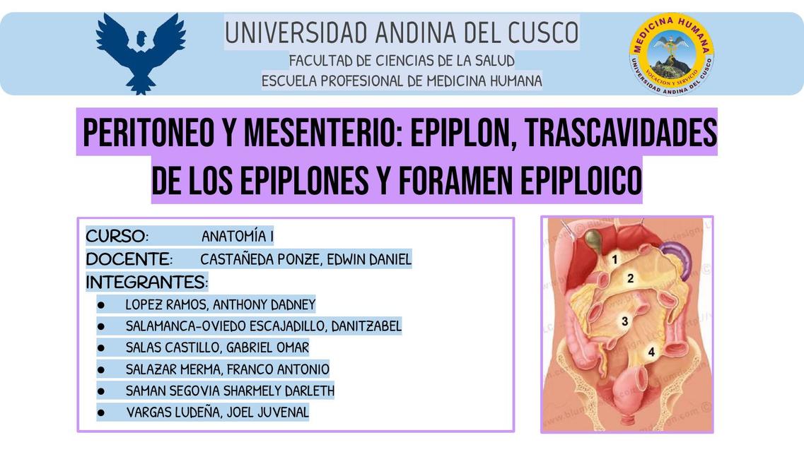 Pritoneo y Mesenterio: Epiplón, Transcavidades de los Epiplones y ...