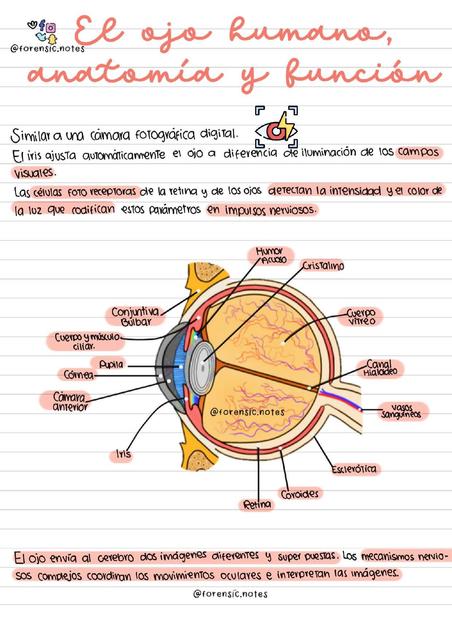 El ojo humano anatomía y función