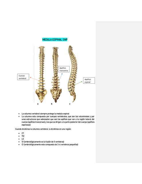 anatomía del SNC | Andrea Narvaez | uDocz
