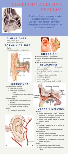Conducto auditivo externo | Dulce Rosales | uDocz