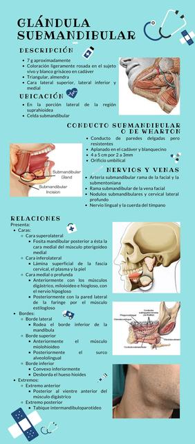 Glándula submandibular | Dulce Rosales | uDocz