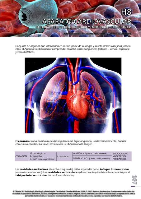 Aparato cardiovascular | Paulo Miranda | uDocz