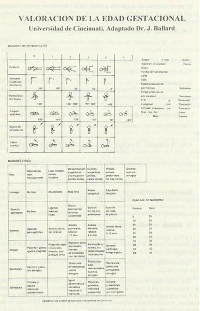 Test de Ballard | Leonela Cordova Vena | uDocz