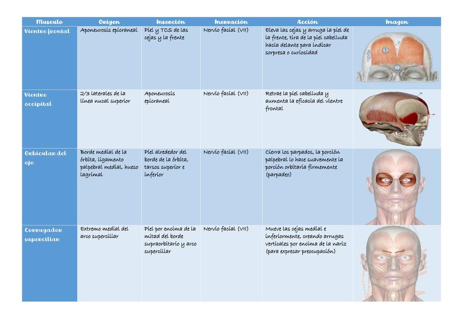 Músculos faciales y músculos masticadores | Summaries_med | uDocz