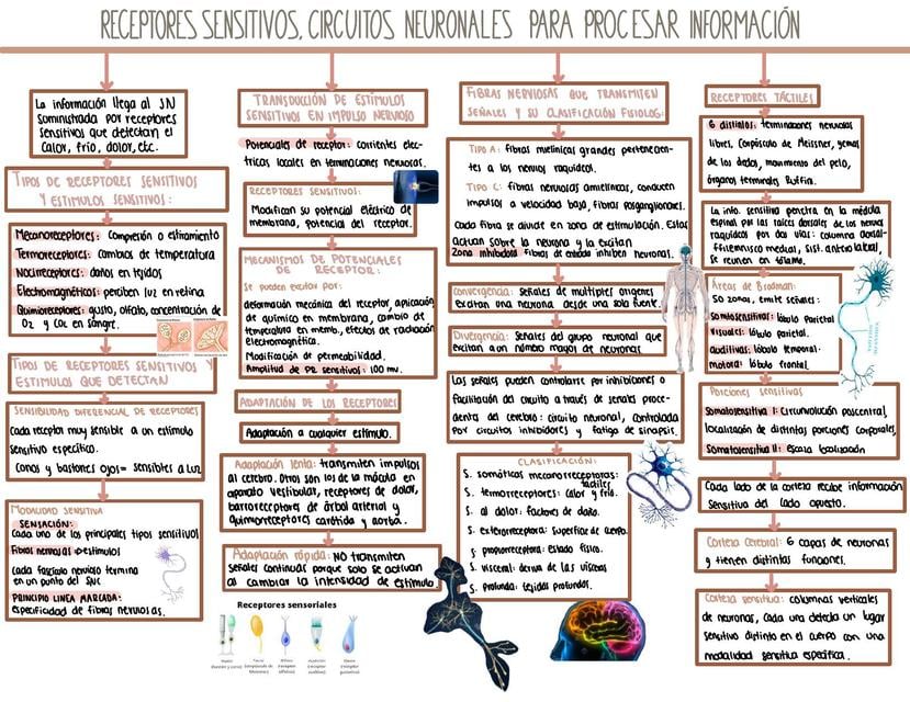 Receptores sensitivos circuitos neuronales para procesar información ...