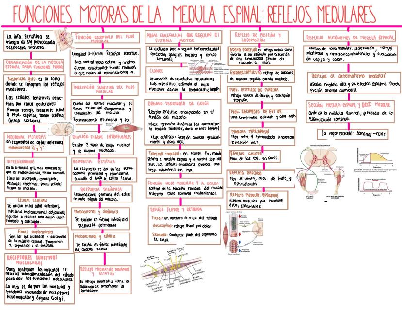 Funciones motoras de la médula espinal | Luz Olguin | uDocz