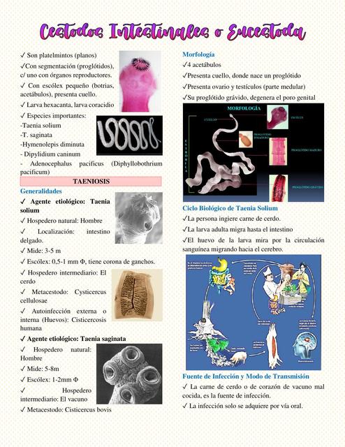 Resúmenes de Intestinales | Descarga apuntes de Intestinales