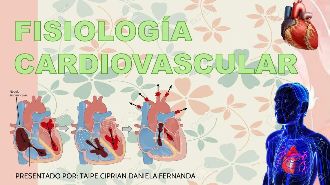 Fisiología cardiovascular | Daniela Fernanda Taipe Ciprian | uDocz