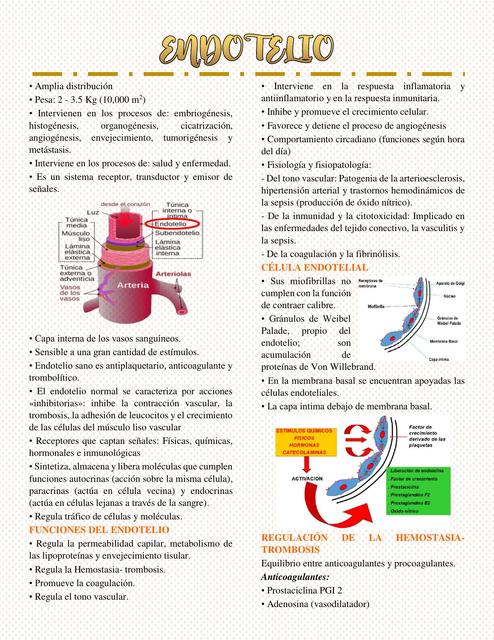 Endotelio | Alisson1108 | uDocz