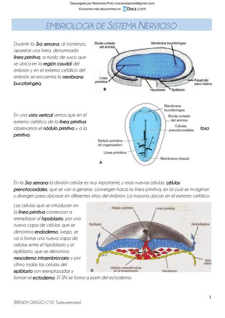 Embriología de Sistema Nervioso Central | Marianela Pinto | uDocz