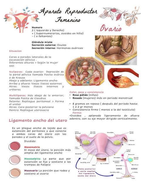 Glándula Ovarios | Dasz_rojas | uDocz