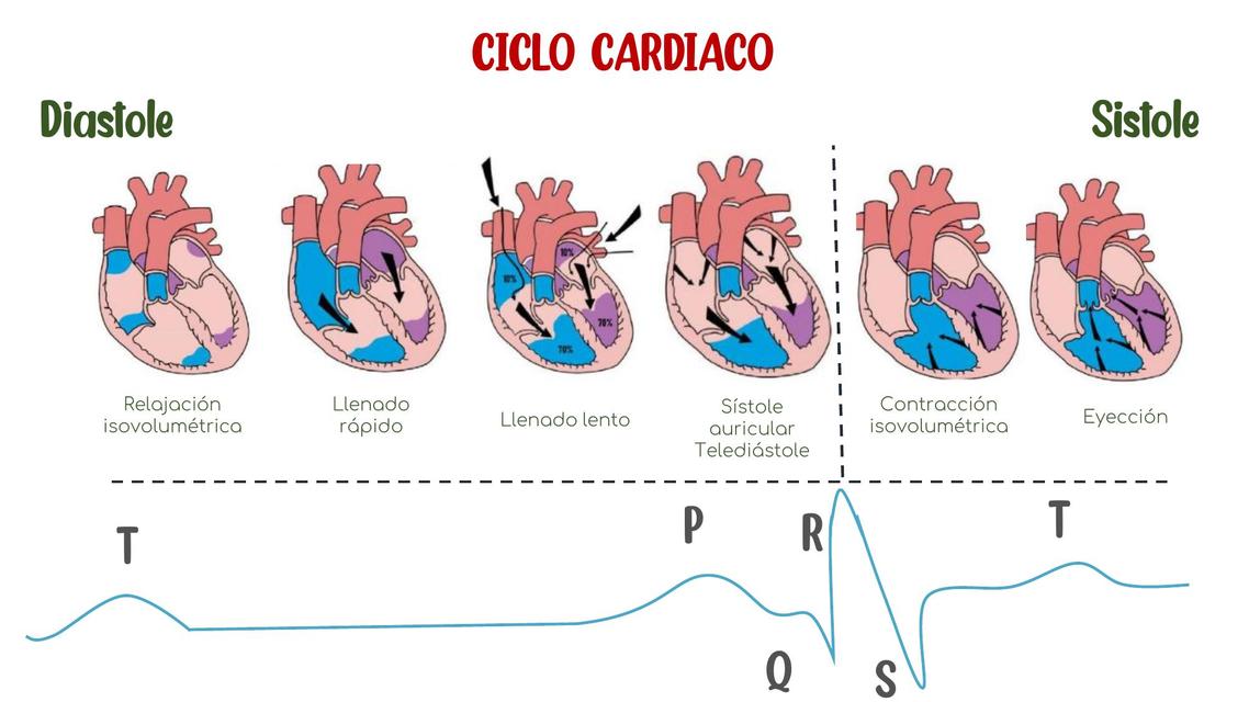 Pulso venoso | LIZET H | uDocz