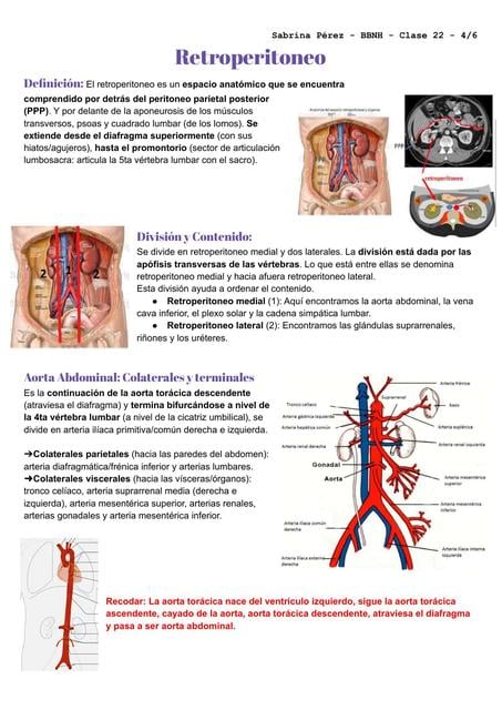 anatomía | uDocz