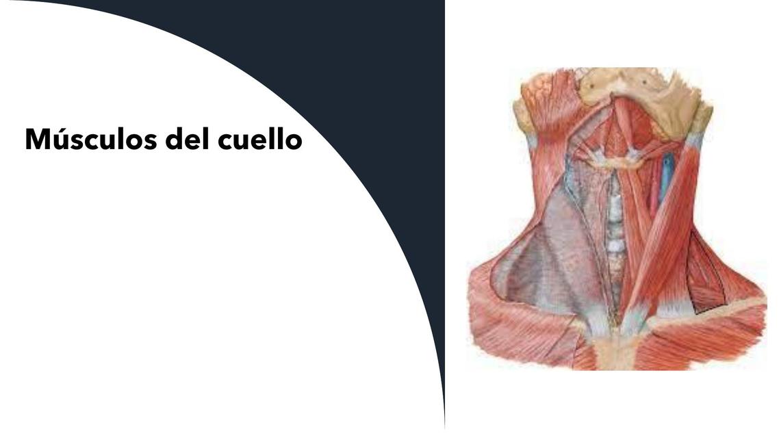 Músculos del cuello | Studimedicina | uDocz