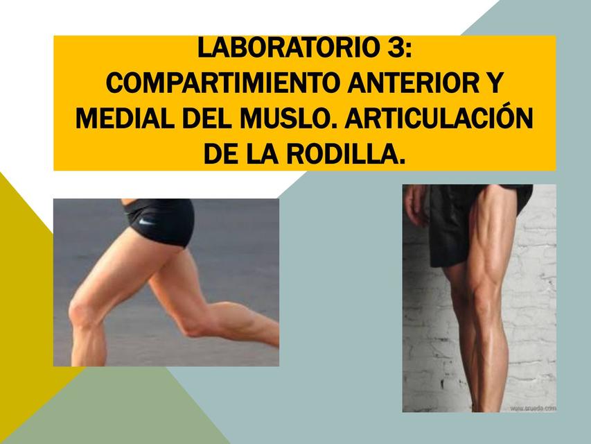Compartimiento anterior y medial del muslo | apun.tesmedicina | uDocz