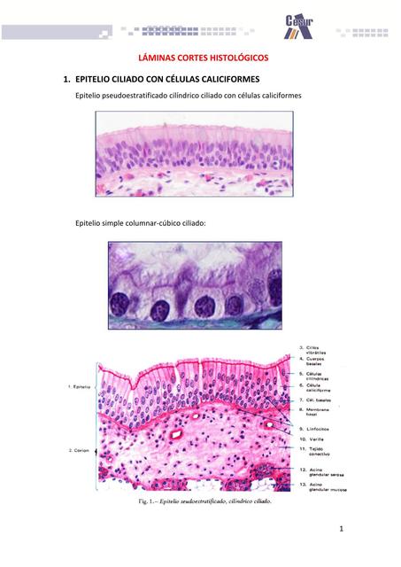 Láminas Cortes Histológicos | Histología | Histología Ross | uDocz