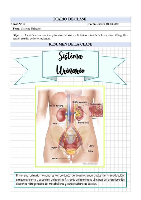 Sistema Urinario | Karla Isabel Feijoo Macias | uDocz