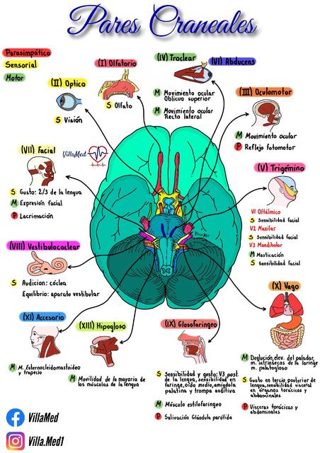 Pares Craneales | Villa.Med | uDocz