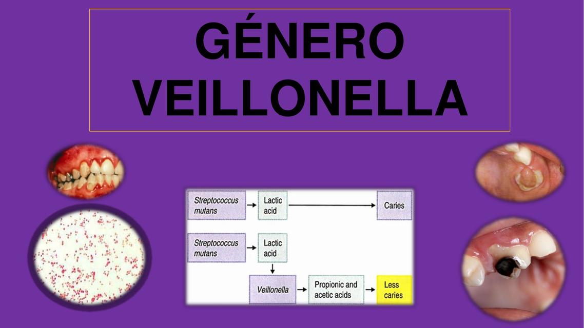 Genéro Veillonella | Estefani... | uDocz