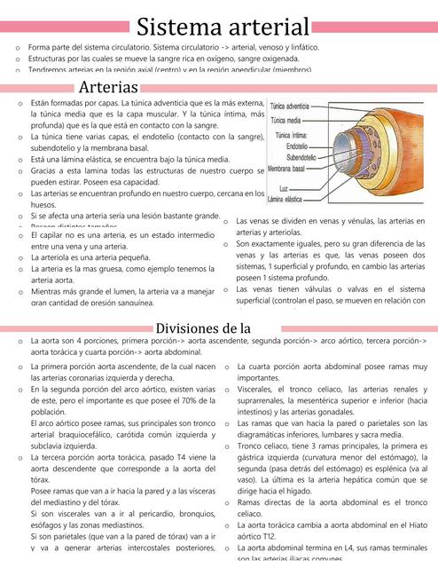 Resúmenes de Sistema arterial | Descarga apuntes de Sistema arterial