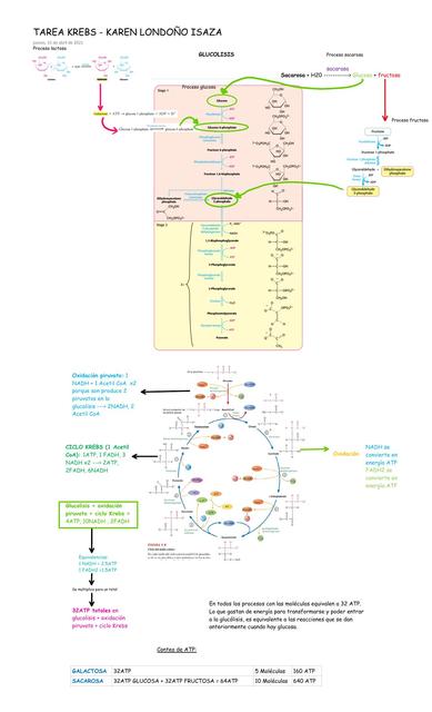 Glucolisis y conteo ATP | Karen Londoño Isaza | uDocz