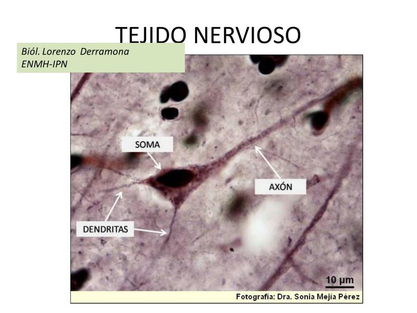 Tejido nervioso | Dra_Melatonina | uDocz