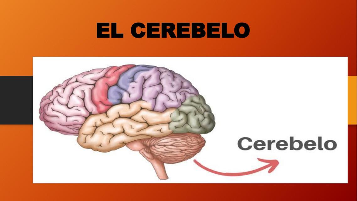 Resúmenes de Estructura del cerebelo | Descarga apuntes de Estructura ...