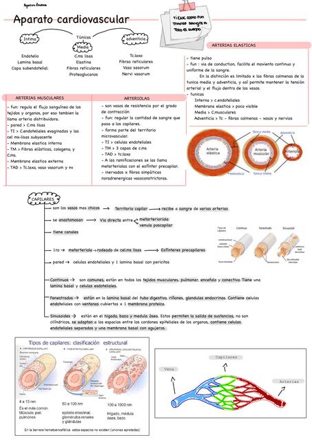 aparato cardiovascular | uDocz