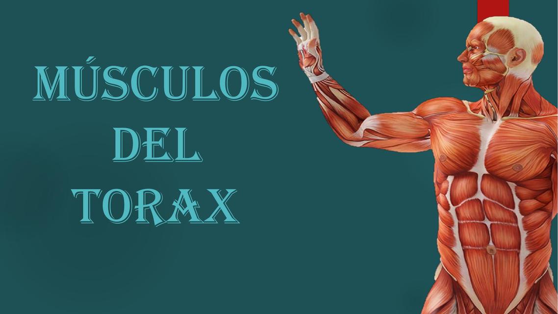 Resúmenes de Músculos del tórax | Descarga apuntes de Músculos del tórax