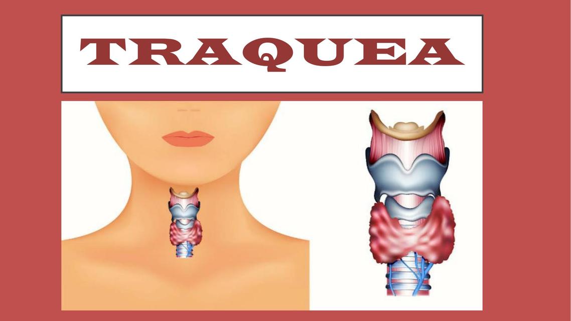 Tráquea | Tráquea | Bronquios | uDocz