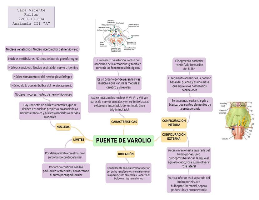 Anatomía Del Cerebro Puente De Varolio