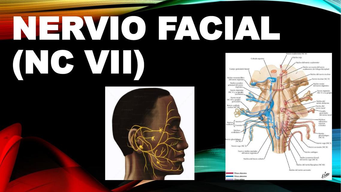 Nervio Facial | Nervios | Nervio facial | uDocz