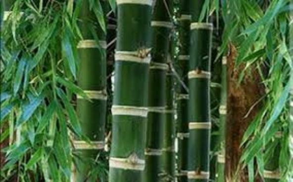 Caña Guadua | Anon | uDocz