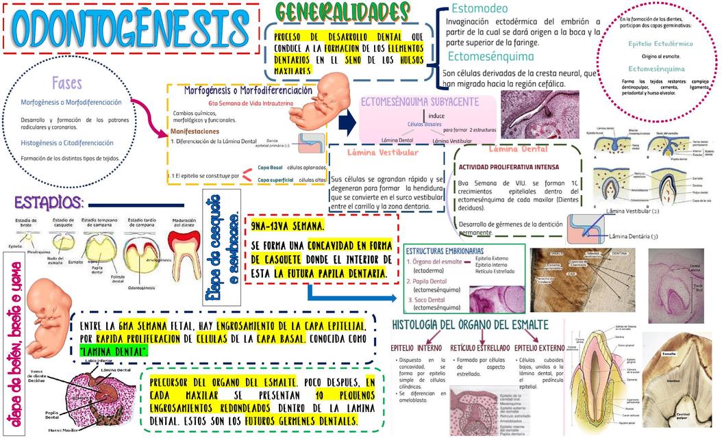 Odontogénesis | Histopatología | Dentista | uDocz