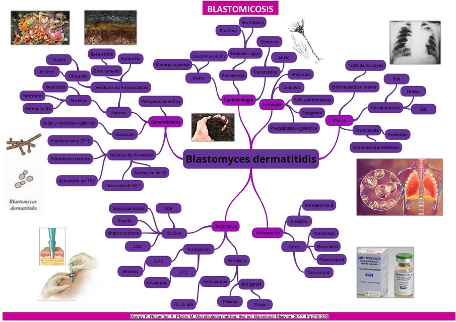 Blastomicosis | Manuel Vargas | uDocz