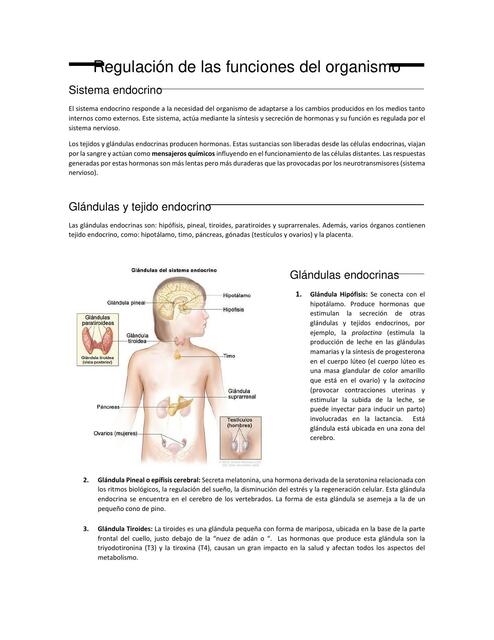 Sistema Endocrino | Sofía Bustos Plaza | uDocz