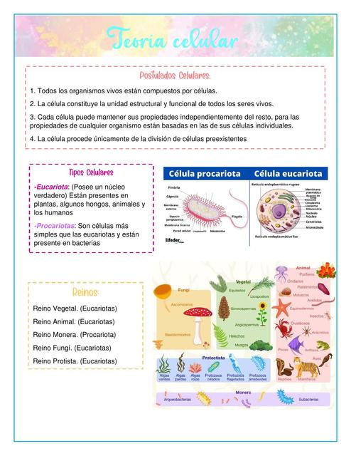 Teoría Celular | Guias Med | uDocz
