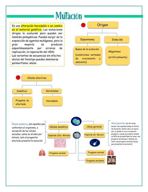Mutación | Guias Med | uDocz