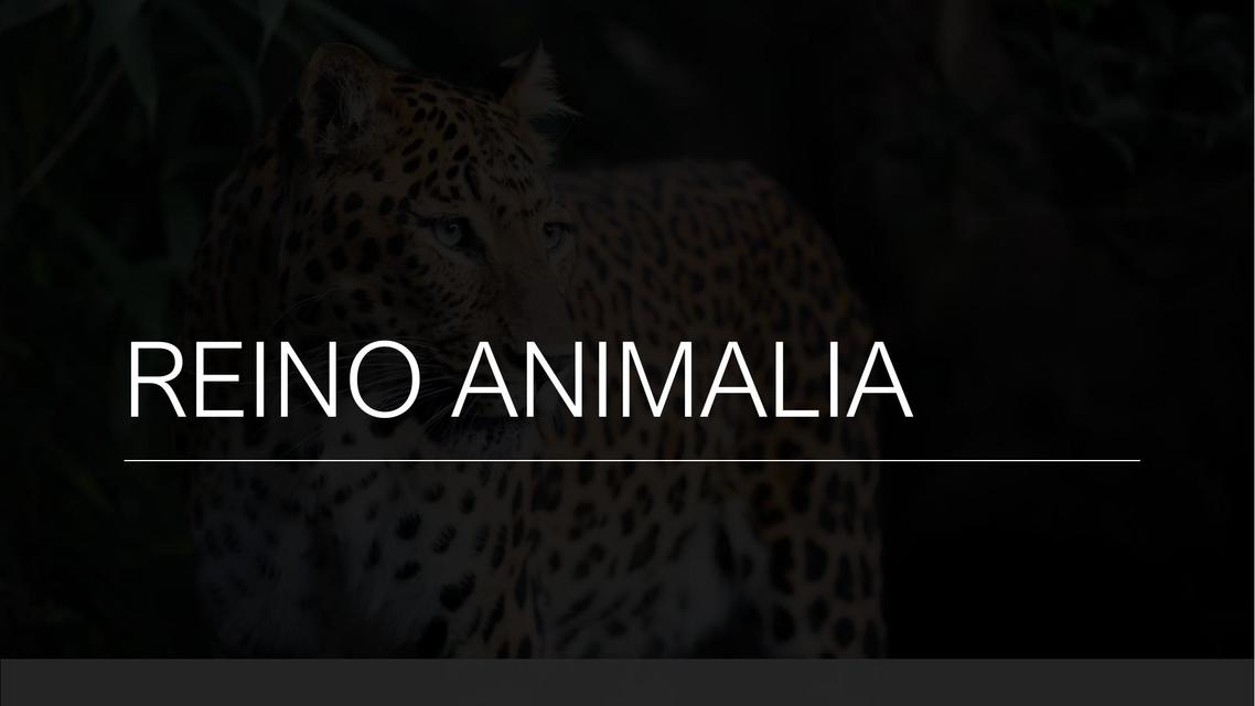 Resúmenes de Reino animal | Descarga apuntes de Reino animal