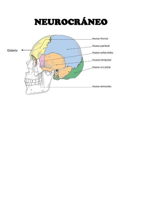 Anatomia del craneo | uDocz