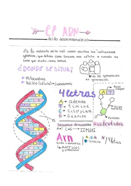 Resúmenes de Tipos de ADN | Descarga apuntes de Tipos de ADN