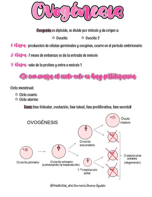 Ovogénesis | Ana María Alvarez | uDocz