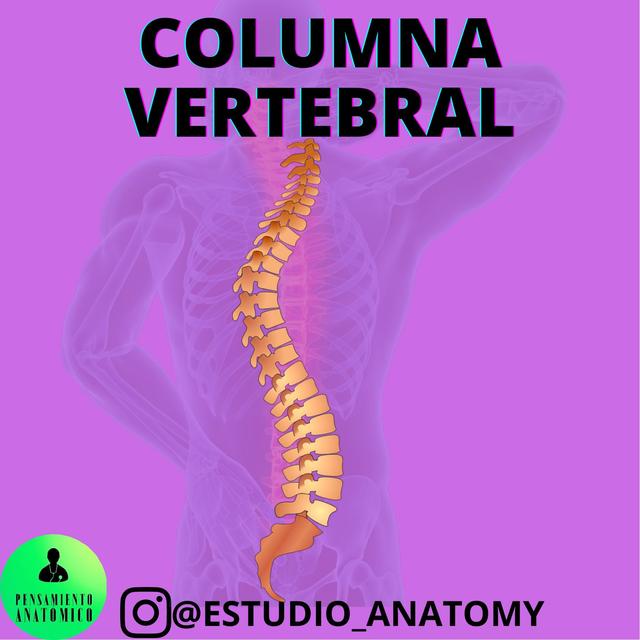 Columna vertebral | PENSAMIENTO ANATÓMICO | uDocz