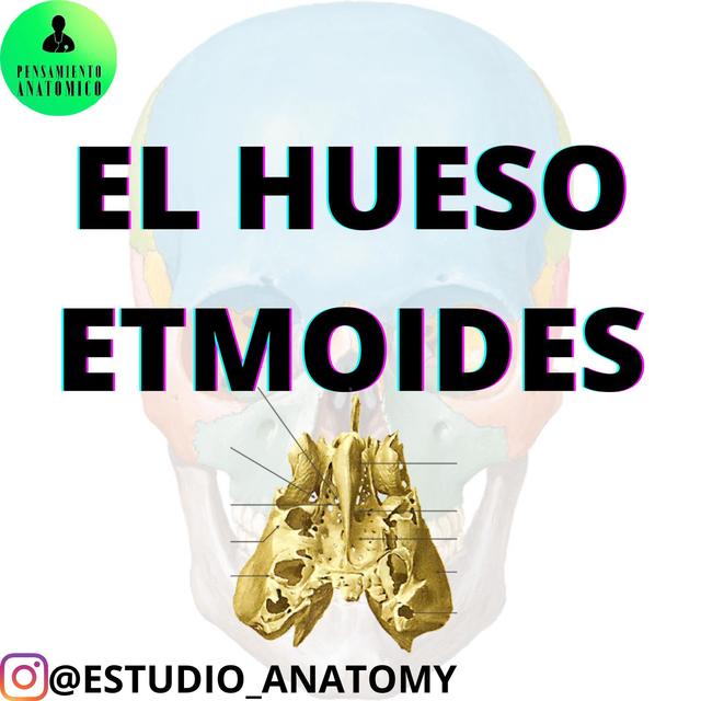 Hueso etmoides | PENSAMIENTO ANATÓMICO | uDocz