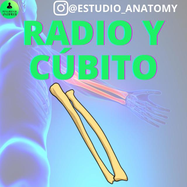 Radio y cúbito | PENSAMIENTO ANATÓMICO | uDocz