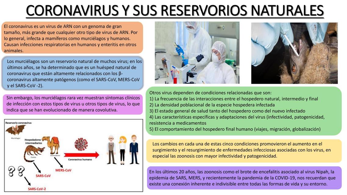 Coronavirus y sus Reservorios Naturales | Kimberly GR | uDocz