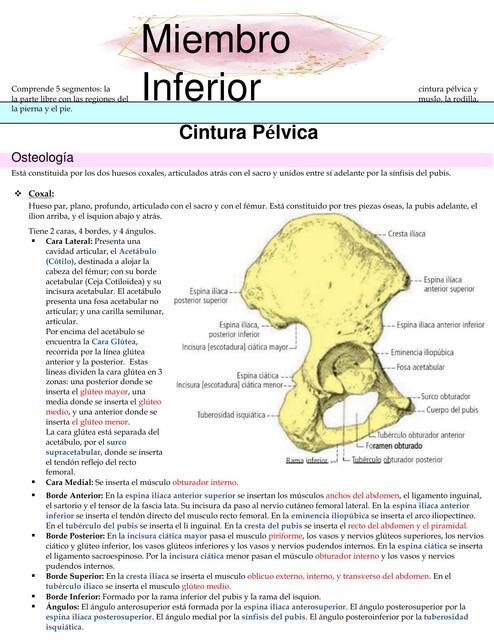 Miembro Inferior | Evelin Llorian | uDocz