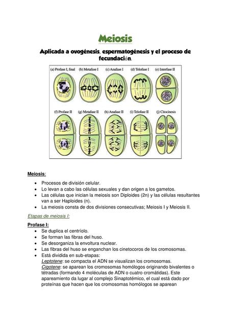 Meiosis | Belen Oviedo | uDocz