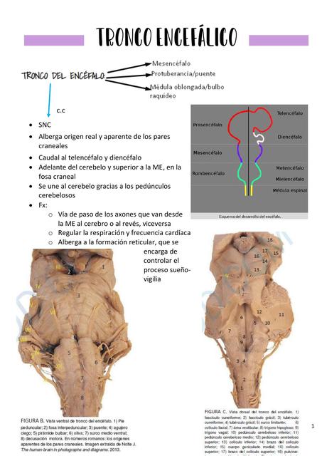 Tronco Encefálico Cerebelo y IV Ventrículo | Luciana Alanis | uDocz